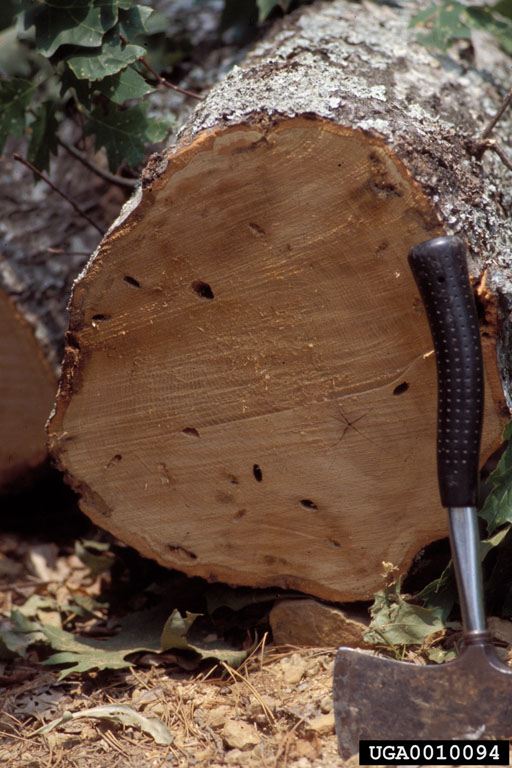 red oak borer (Enaphalodes rufulus (Haldeman, 1847))