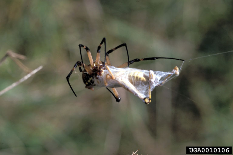 yellow garden spider (Argiope aurantia)