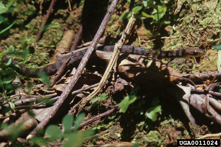snakes (Suborder Serpentes)