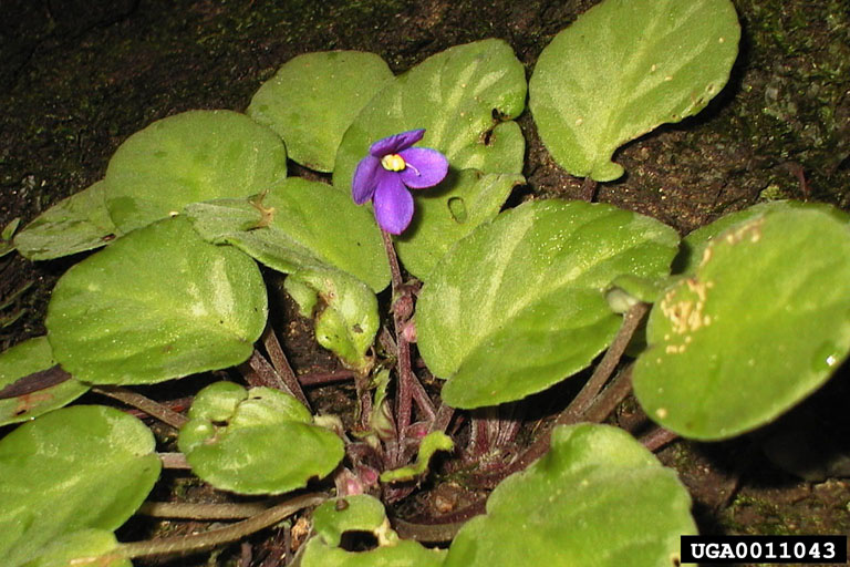 African violet (Genus Saintpaulia H. Wendl.)