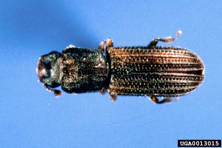 cylindrical bark beetles (Genus Lasconotus)