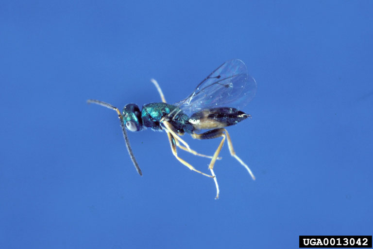 pteromalid wasp (Dinotiscus dendroctoni (Ashmead))