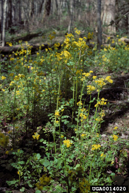cressleaf groundsel (Packera glabella (Poir) C. Jeffrey)