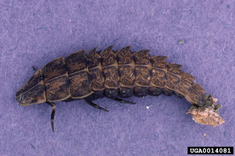fireflies or lightning bugs (Family Lampyridae)