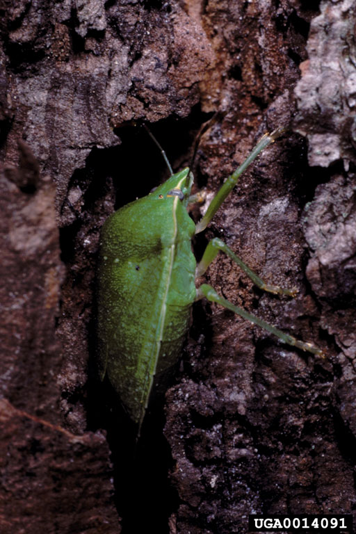 southern green stink bug (Nezara viridula (Linnaeus))