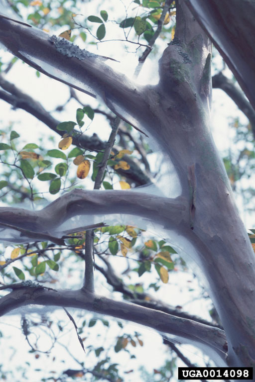 book lice, psocids, and trogiids (Order Psocoptera) (Order Psocoptera)