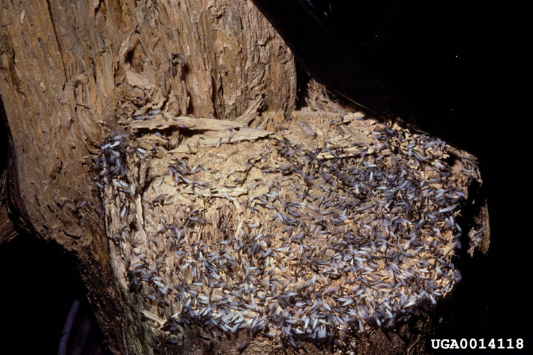 native subterranean termite (Reticulitermes virginicus (Banks))