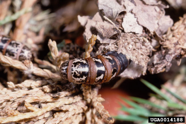 evergreen bagworm (Thyridopteryx ephemeraeformis (Haworth))