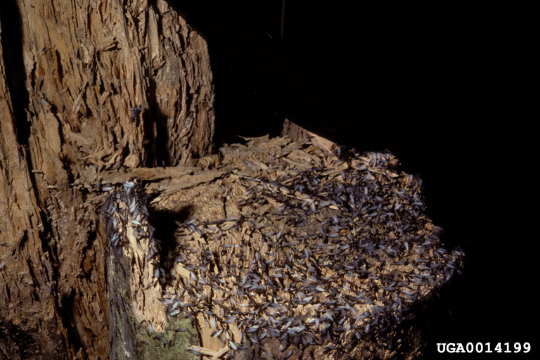 native subterranean termite (Reticulitermes virginicus (Banks))