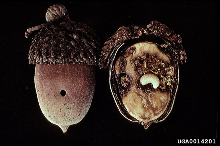 acorn and nut weevils (Genus Curculio Linnaeus 1758)