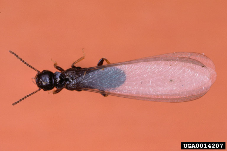 Native Subterranean Termite Reticulitermes Virginicus Reticulitermes