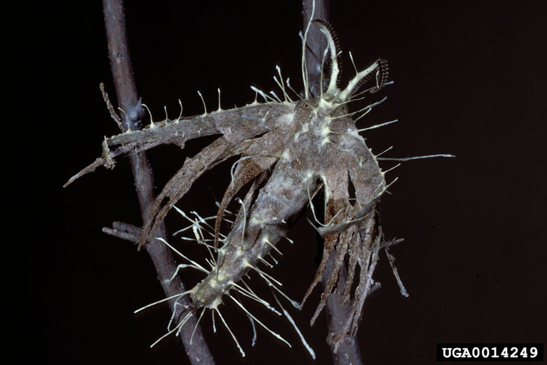 Akanthomyces fungus (Genus Akanthomyces)