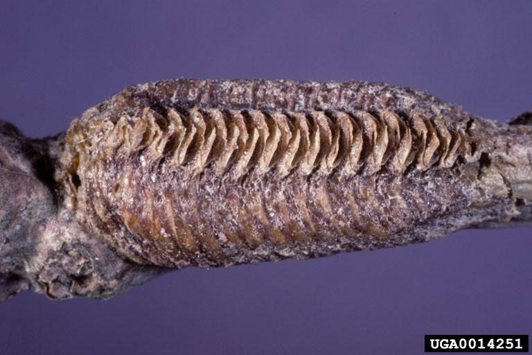 mantids (Family Mantidae)