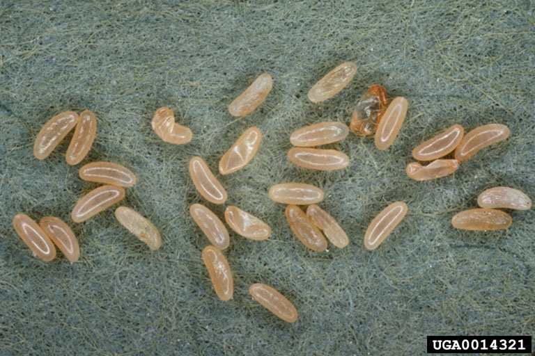 west indian powderpost drywood termite (Cryptotermes brevis)