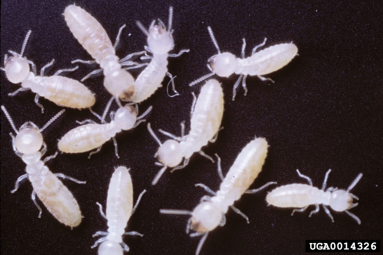 subterranean termite (Genus Reticulitermes)