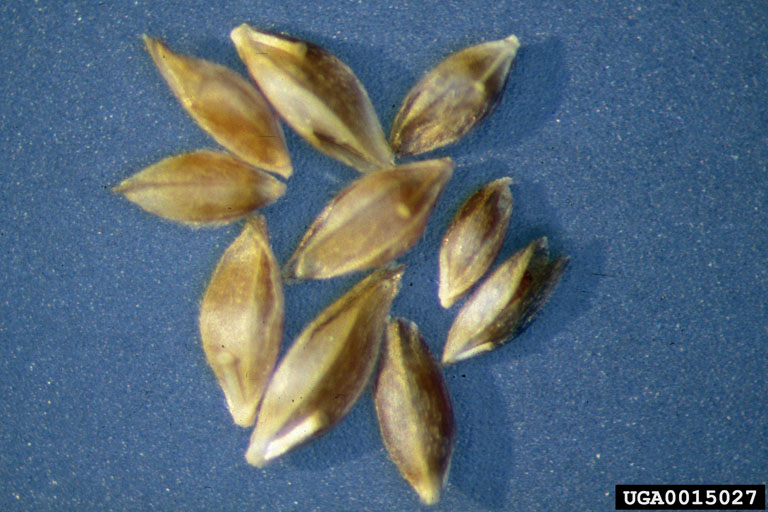 Chinese sprangletop (Leptochloa chinensis)