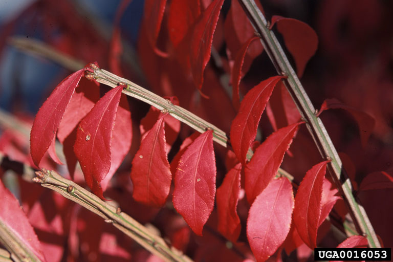 winged burning bush (Euonymus alatus)