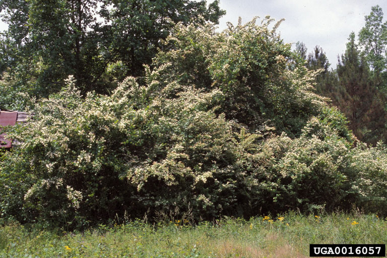 Chinese privet (Ligustrum sinense)