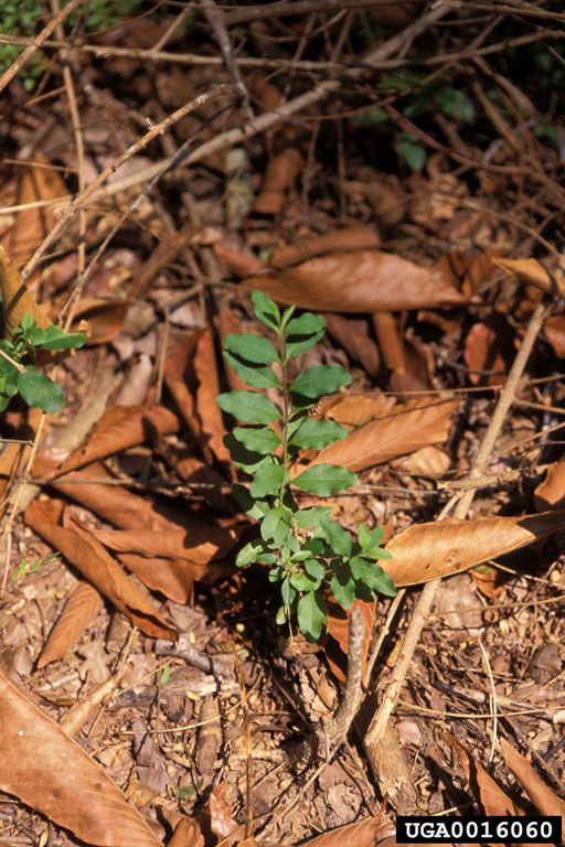 Chinese privet (Ligustrum sinense)