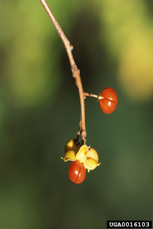 round leaf bittersweet, Celastrus orbiculatus (Celastrales ...