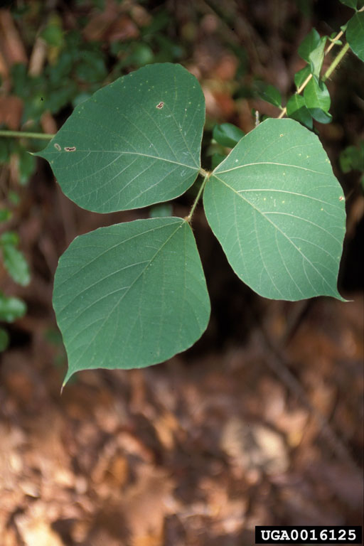 kudzu (Pueraria montana var. lobata)