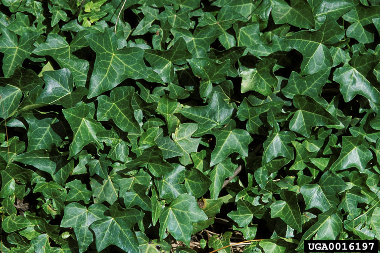 English ivy (Hedera helix L.)