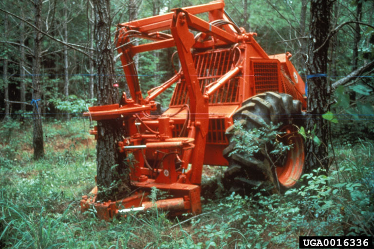thinning (stand)