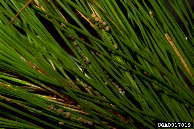 Masson pine caterpillar (Dendrolimus punctatus)