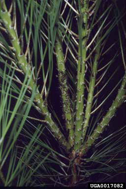 giant conifer aphids (Genus Cinara Curtis 1835)