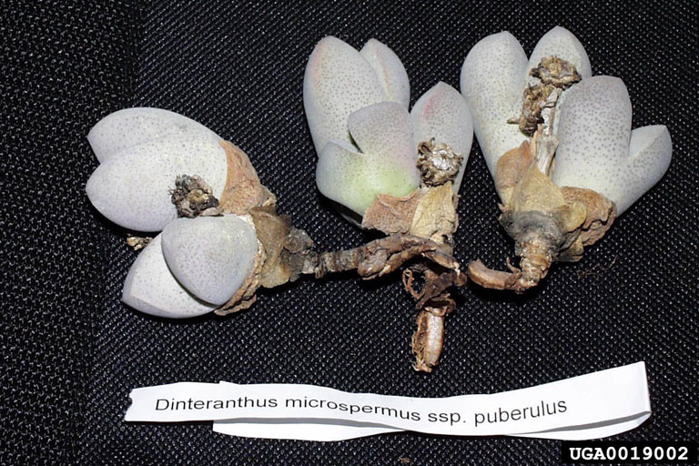 flowering stone (Dinteranthus microspermus puberulus (N. E. Brown) Sauer)