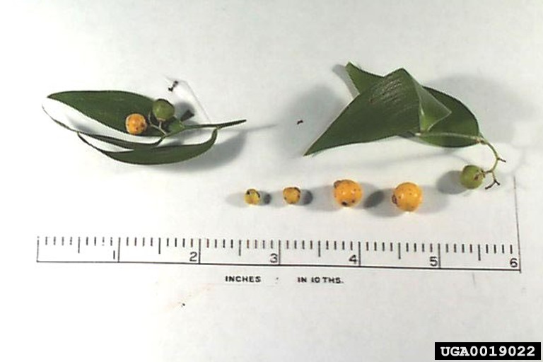 ruscus (Genus Ruscus)