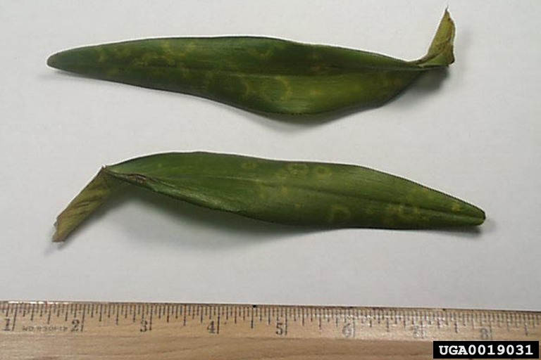 orchid fleck virus (OFV) (Rhabdovirus Orchid fleck virus)