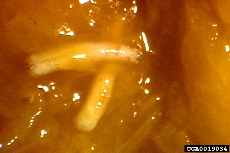 fruit flies (Anastrepha spp. ) on mango (Mangifera spp. ) - 0019034
