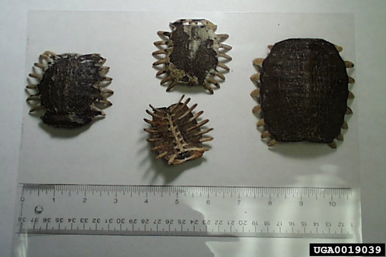 turtle (Suborder Testudines)