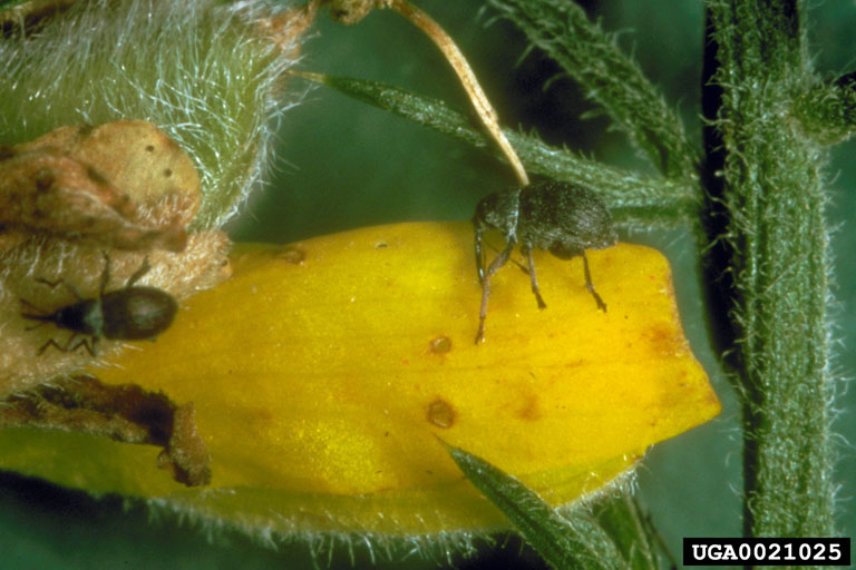 gorse seed weevil (Exapion ulicis (Forster, 1771))