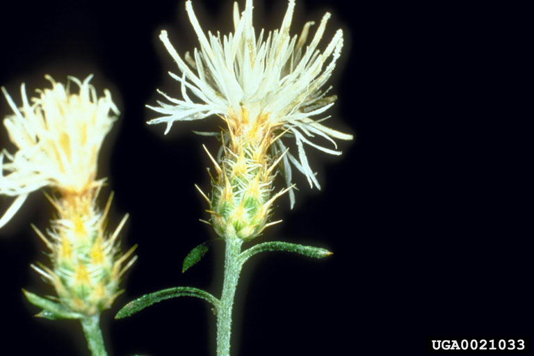 diffuse knapweed (Centaurea diffusa Lam.)