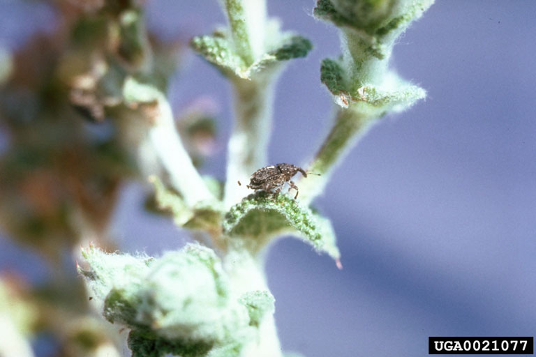 Mediterranean sage root crown weevil (Phrydiuchus tau Warner, 1969)
