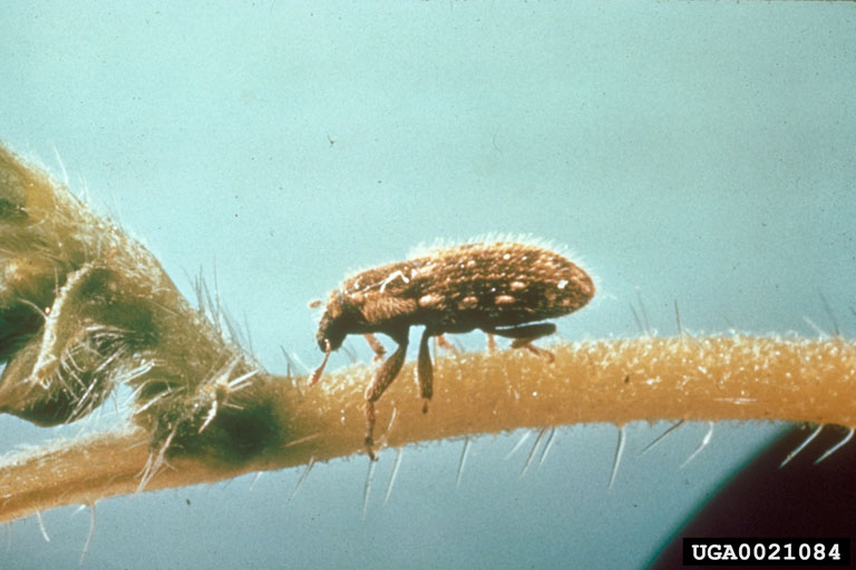 puncturevine seed weevil (Microlarinus lareynii (Jacquelin du Val, 1852))