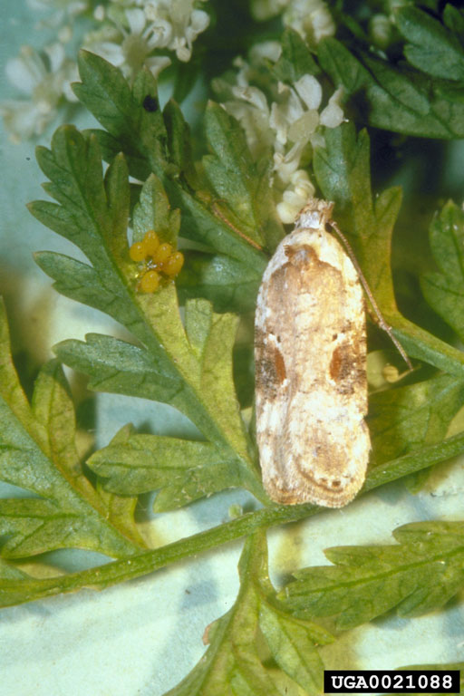 defoliating hemlock moth (Agonopterix alstroemeriana (Clerck))
