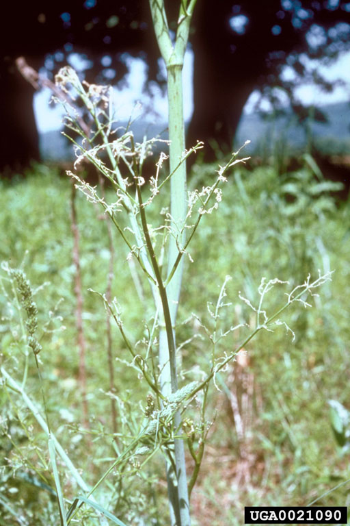 defoliating hemlock moth (Agonopterix alstroemeriana)