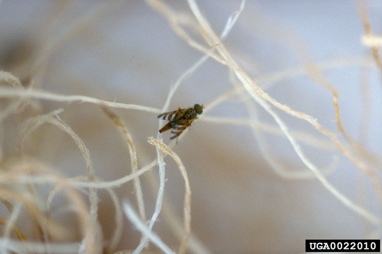 knapweed peacock fly (Chaetorellia acrolophi)