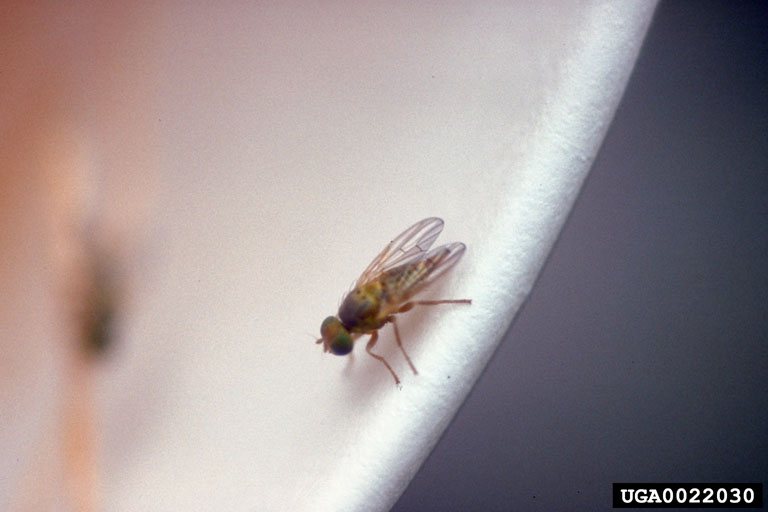 green knapweed clearwing fly (Terellia virens)