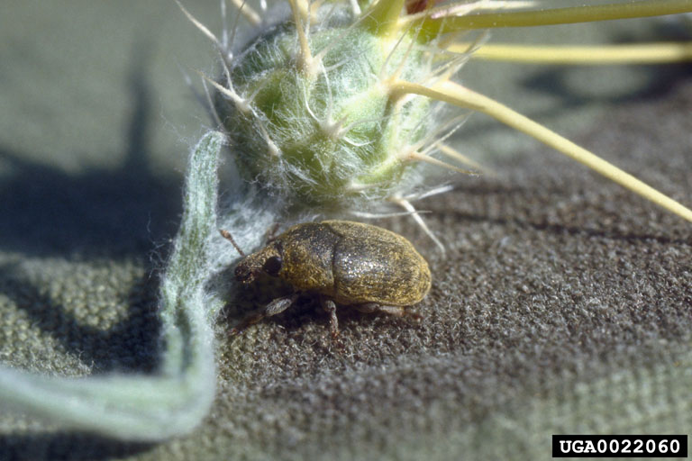 yellow starthistle flower weevil (Larinus curtus Hochhut, 1851)