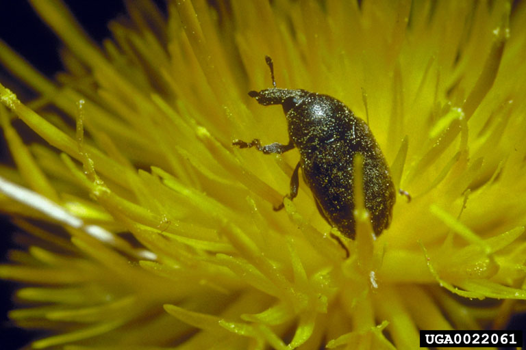 yellow starthistle flower weevil (Larinus curtus Hochhut, 1851)