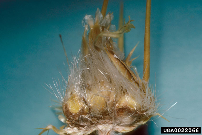 yellow star thistle gall fly (Urophora sirunaseva)