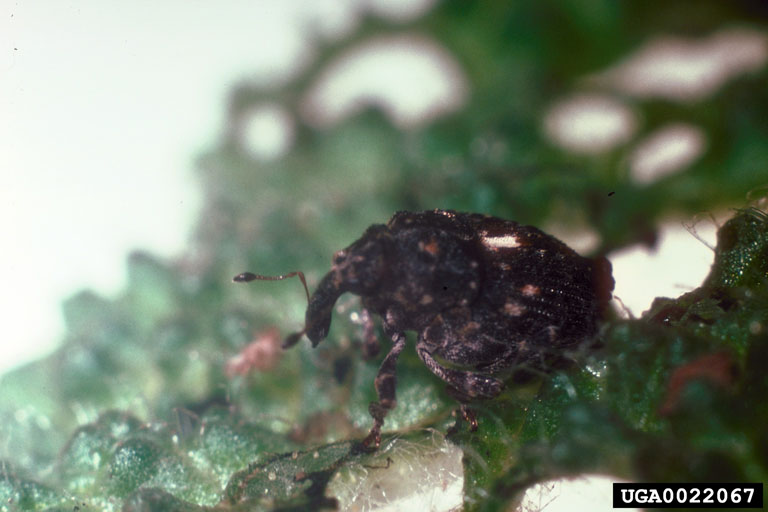 Mediterranean sage root crown weevil (Phrydiuchus tau)