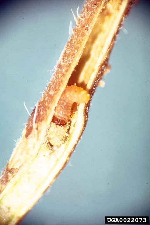 puncturevine stem weevil (Microlarinus lypriformis (Wollaston, 1861))