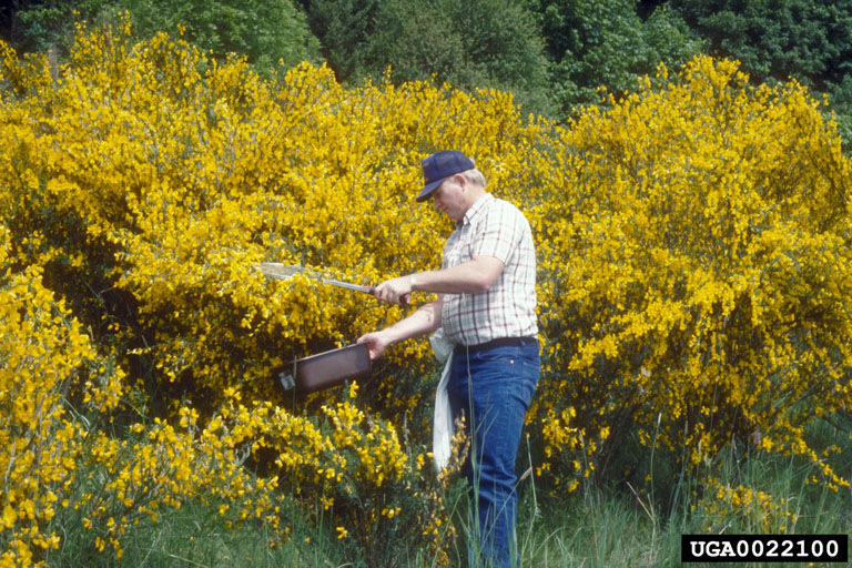 Scottish broom seed weevil (Exapion fuscirostre (Fabricius, 1775))