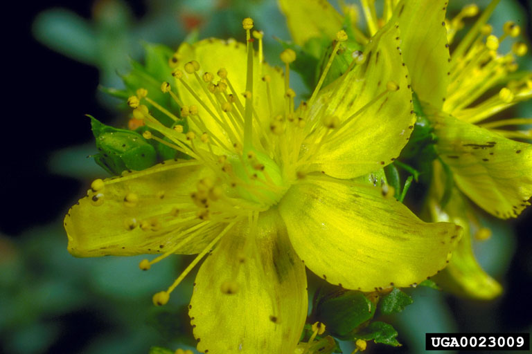 common St. Johnswort (Hypericum perforatum L.)
