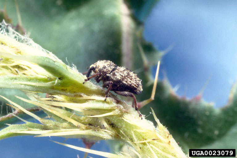 thistle crown weevil (Trichosirocalus horridus (Panzer, 1801))